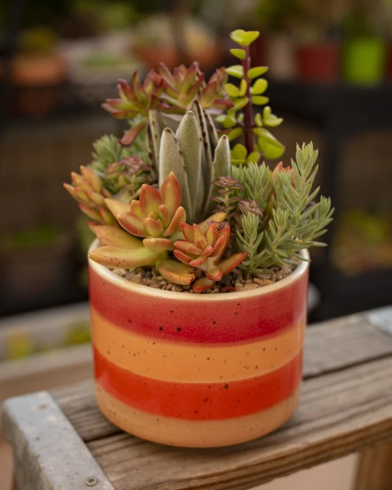 Shop — Succulentry