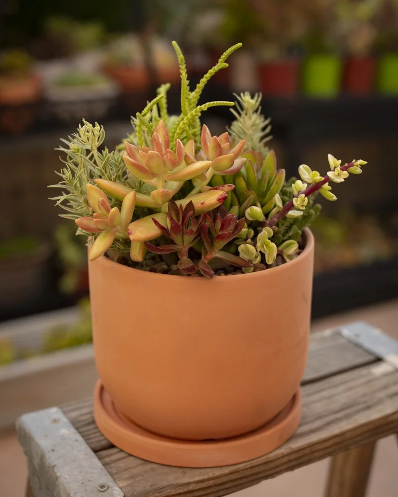 Shop — Succulentry