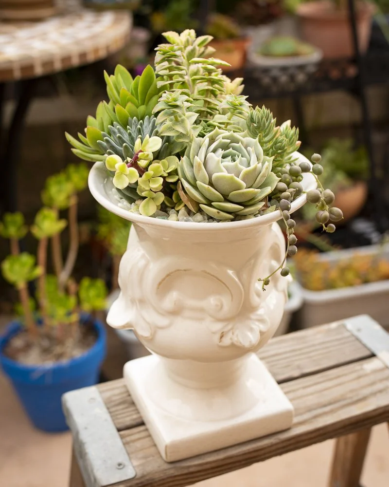 Shop — Succulentry