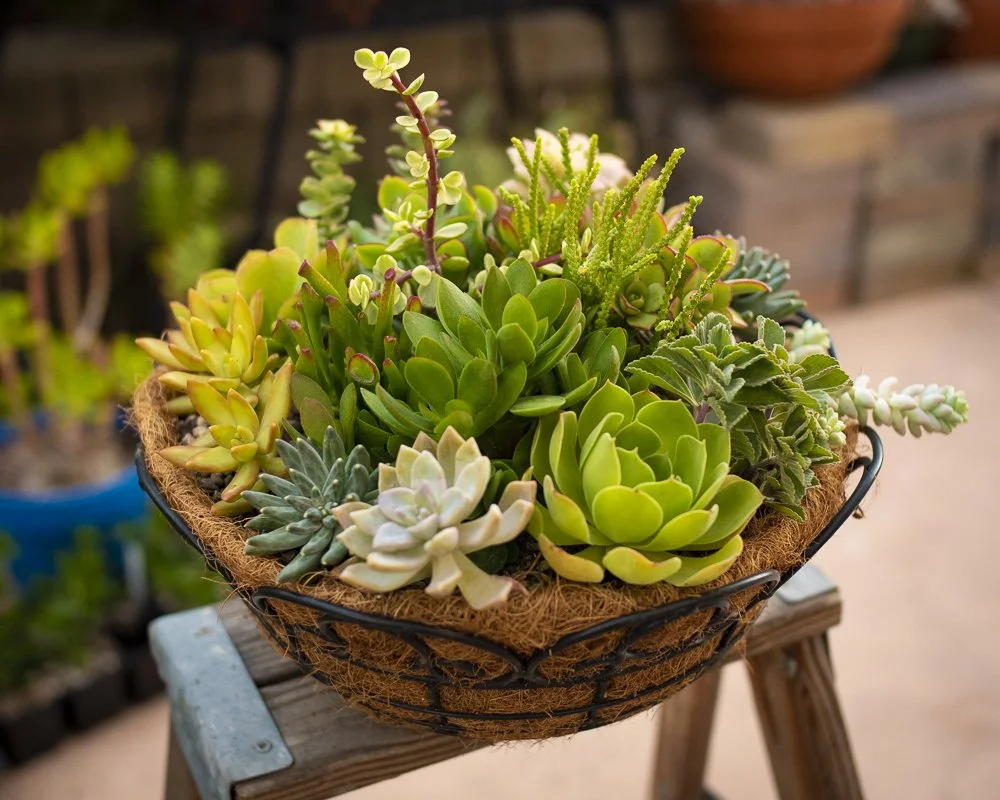 Shop — Succulentry