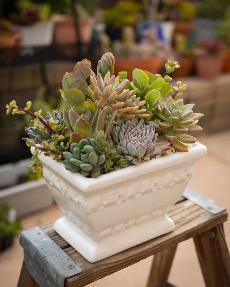Shop — Succulentry