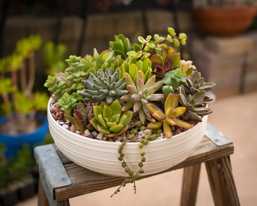 Shop — Succulentry