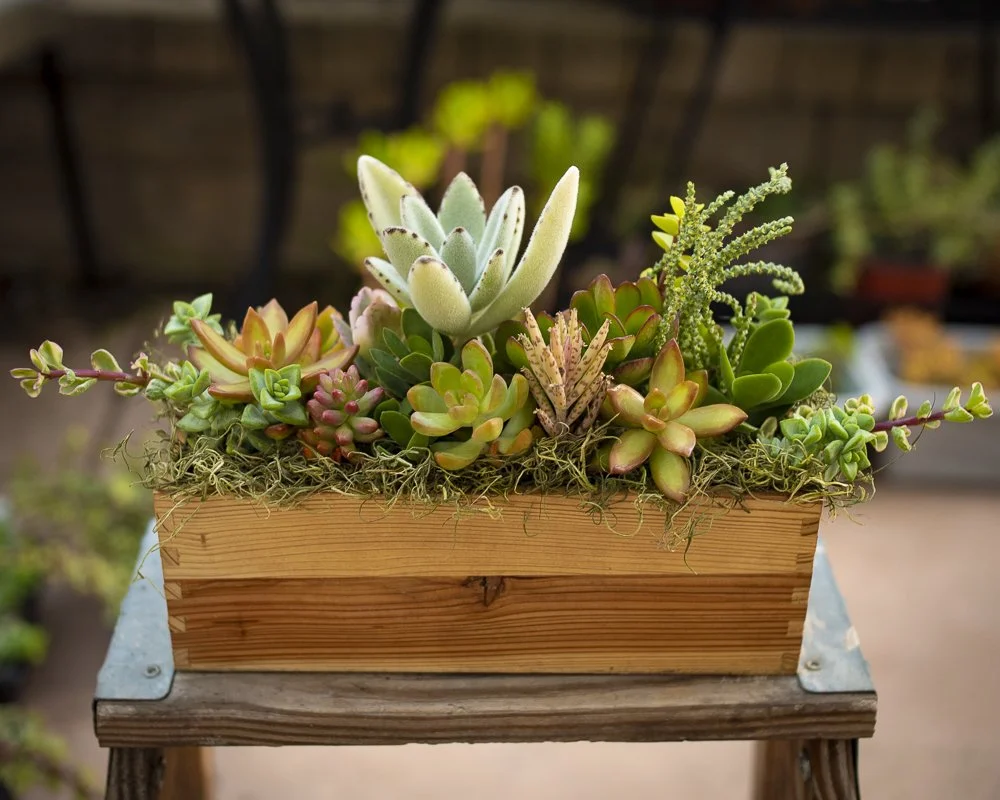 Shop — Succulentry