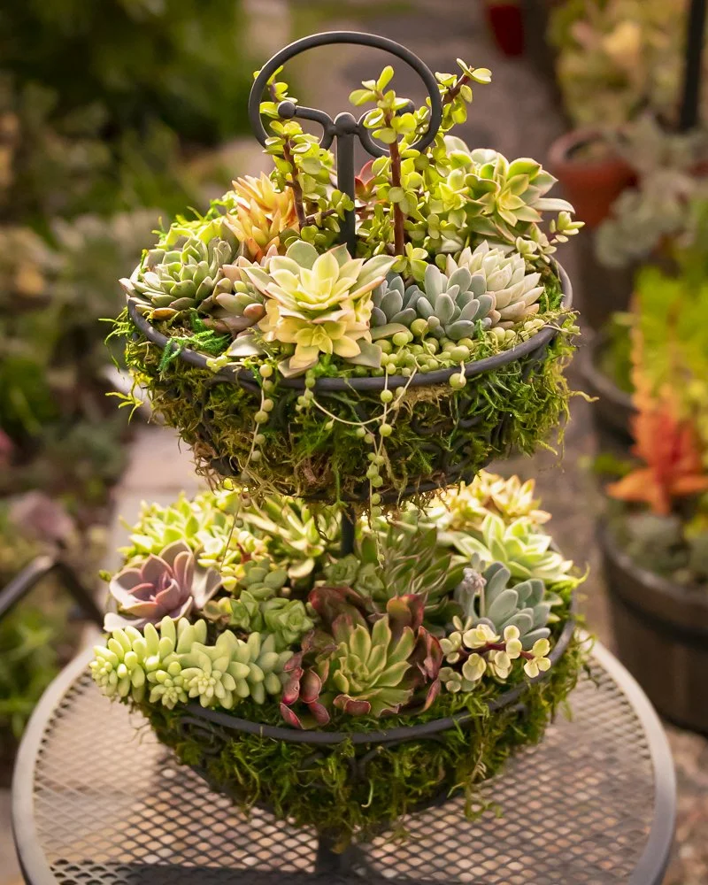 Shop — Succulentry