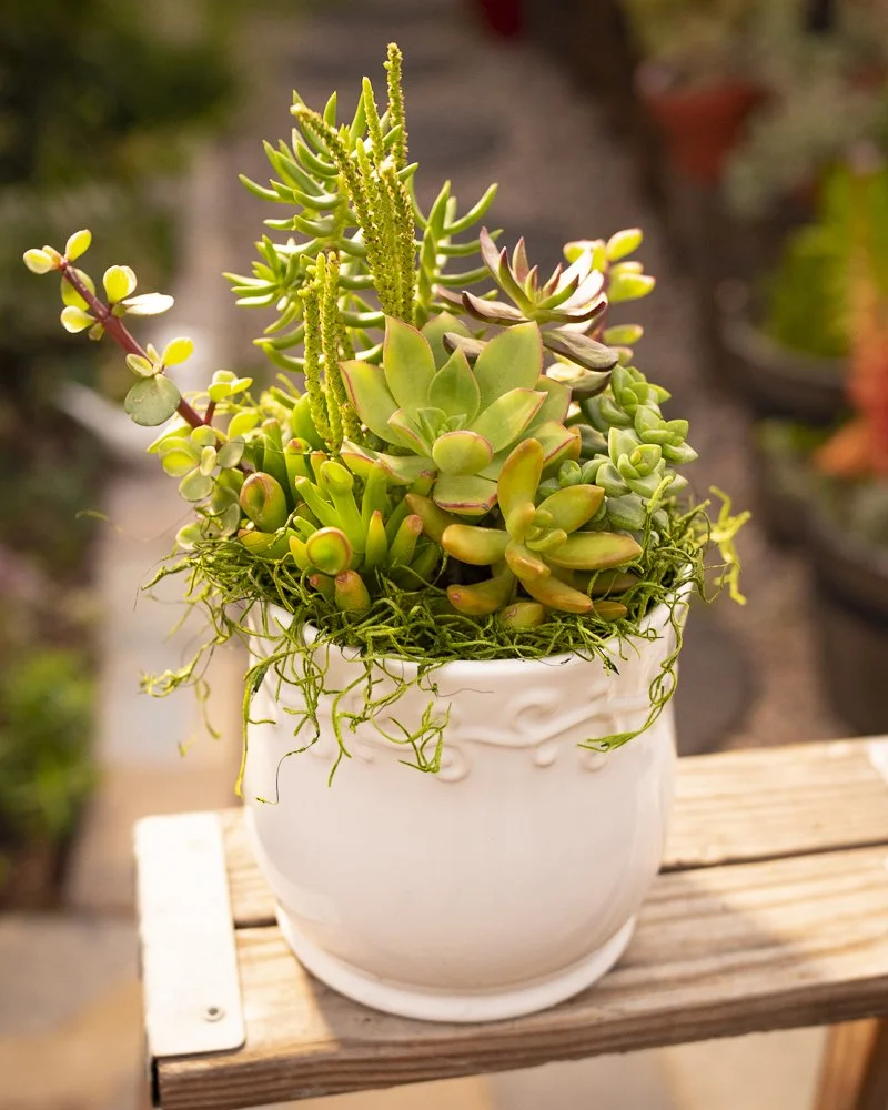 Shop — Succulentry