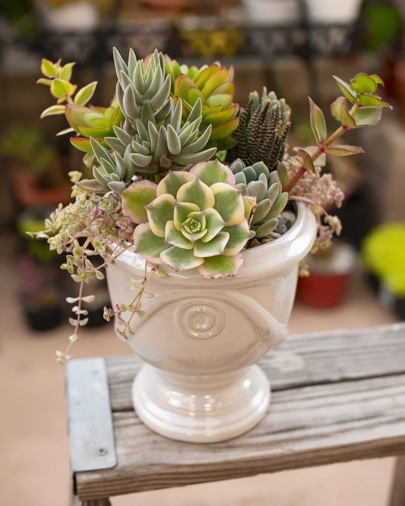 Shop — Succulentry