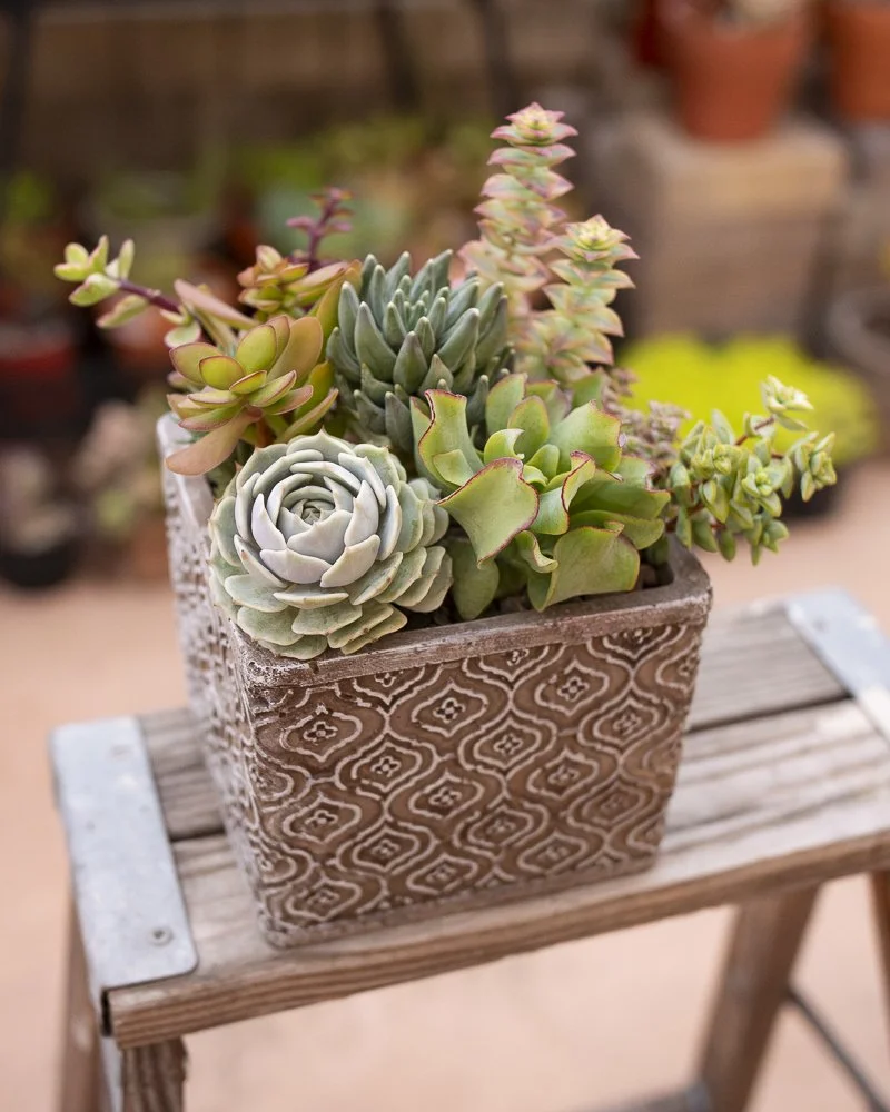Shop — Succulentry