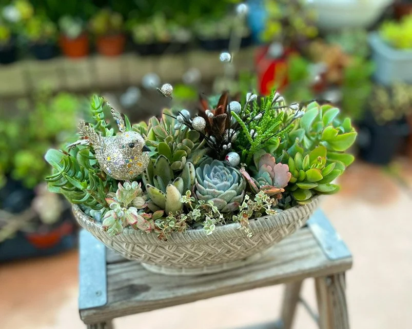 Succulentry | Florist Specializing in Succulent Artistry