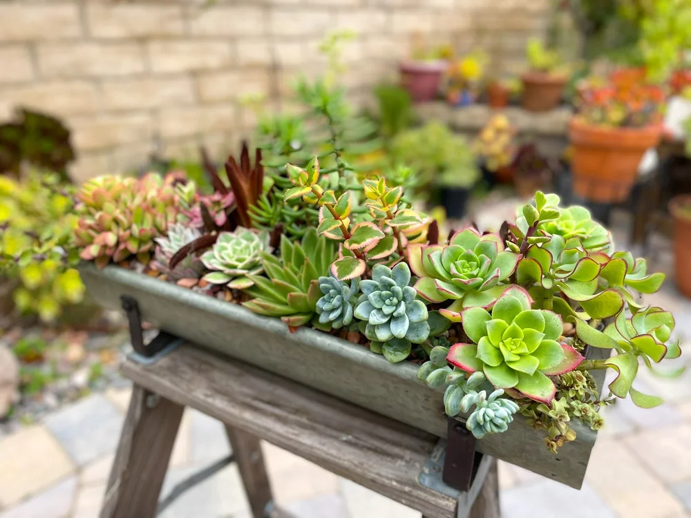 Shop — Succulentry