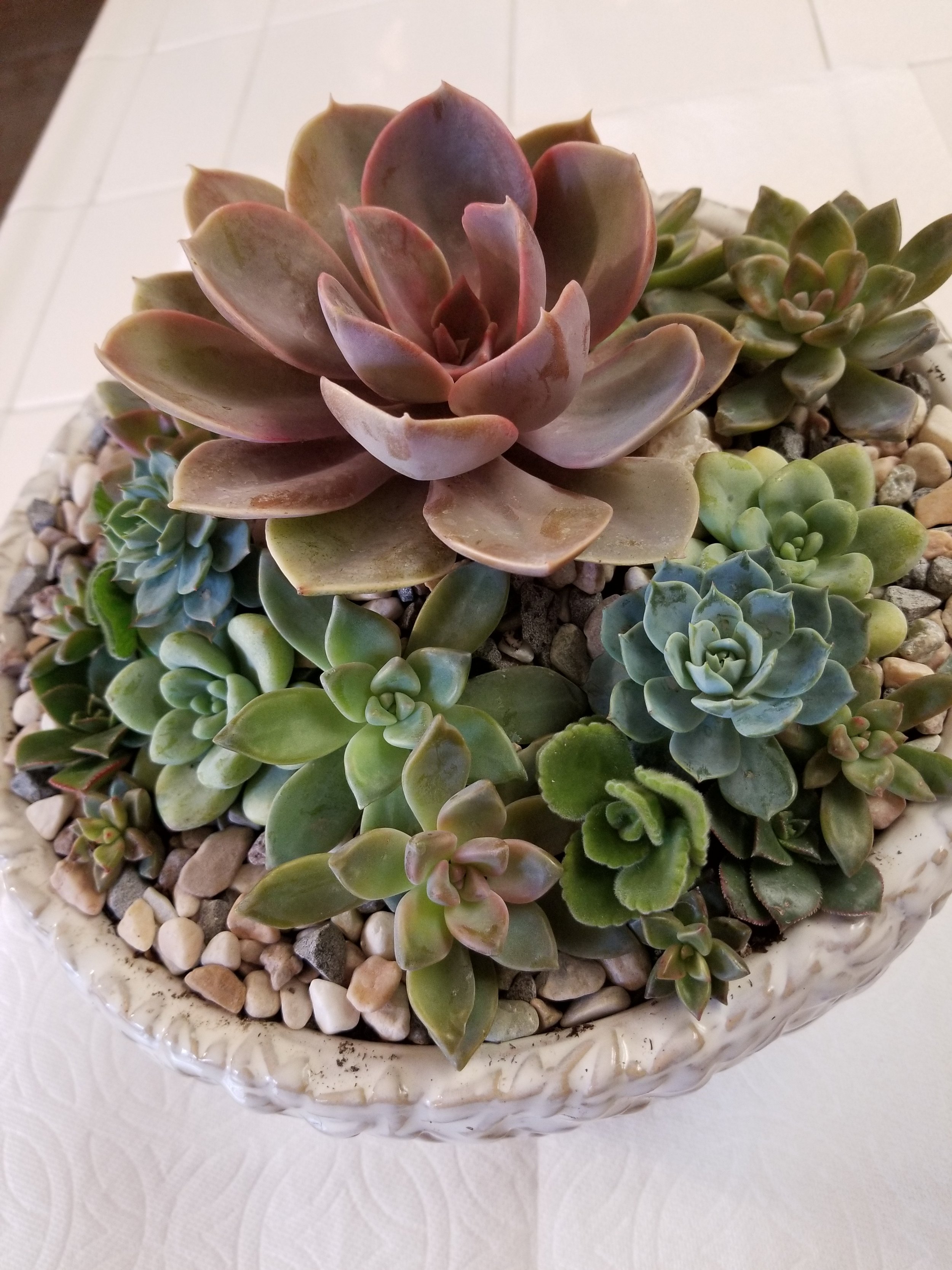 Coloring Pages — Succulentry