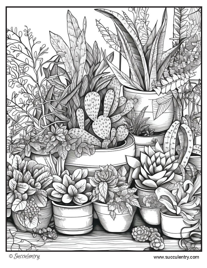 Coloring Pages — Succulentry