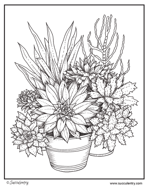 Coloring Pages — Succulentry