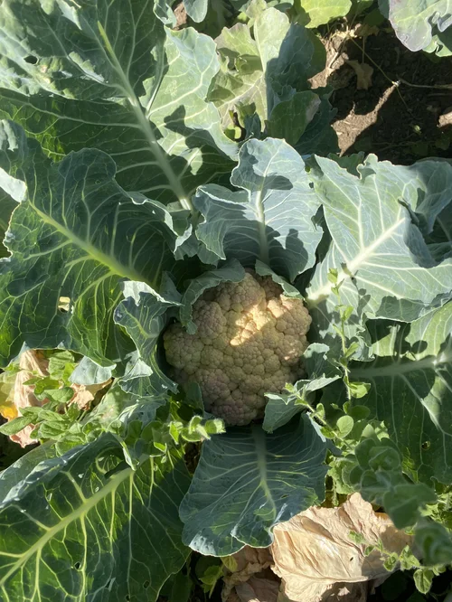 The brief coalescence of spring and summer veggies — Farmboy Organics