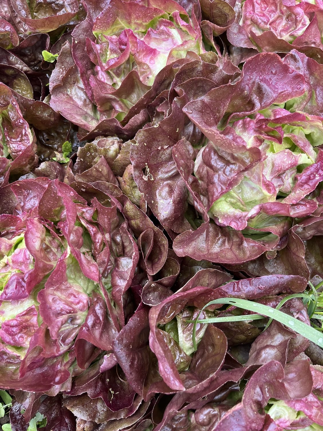 Farmboy Organics