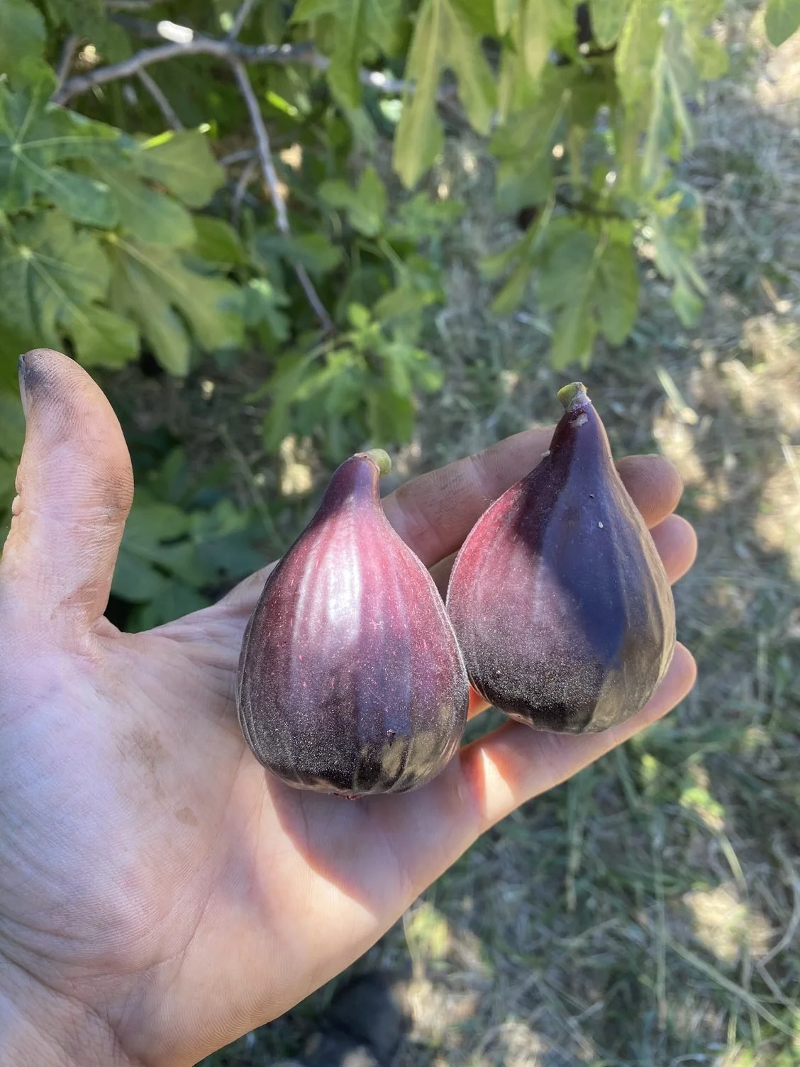 Heirloom tomato season is starting along with lots of figs — Farmboy ...