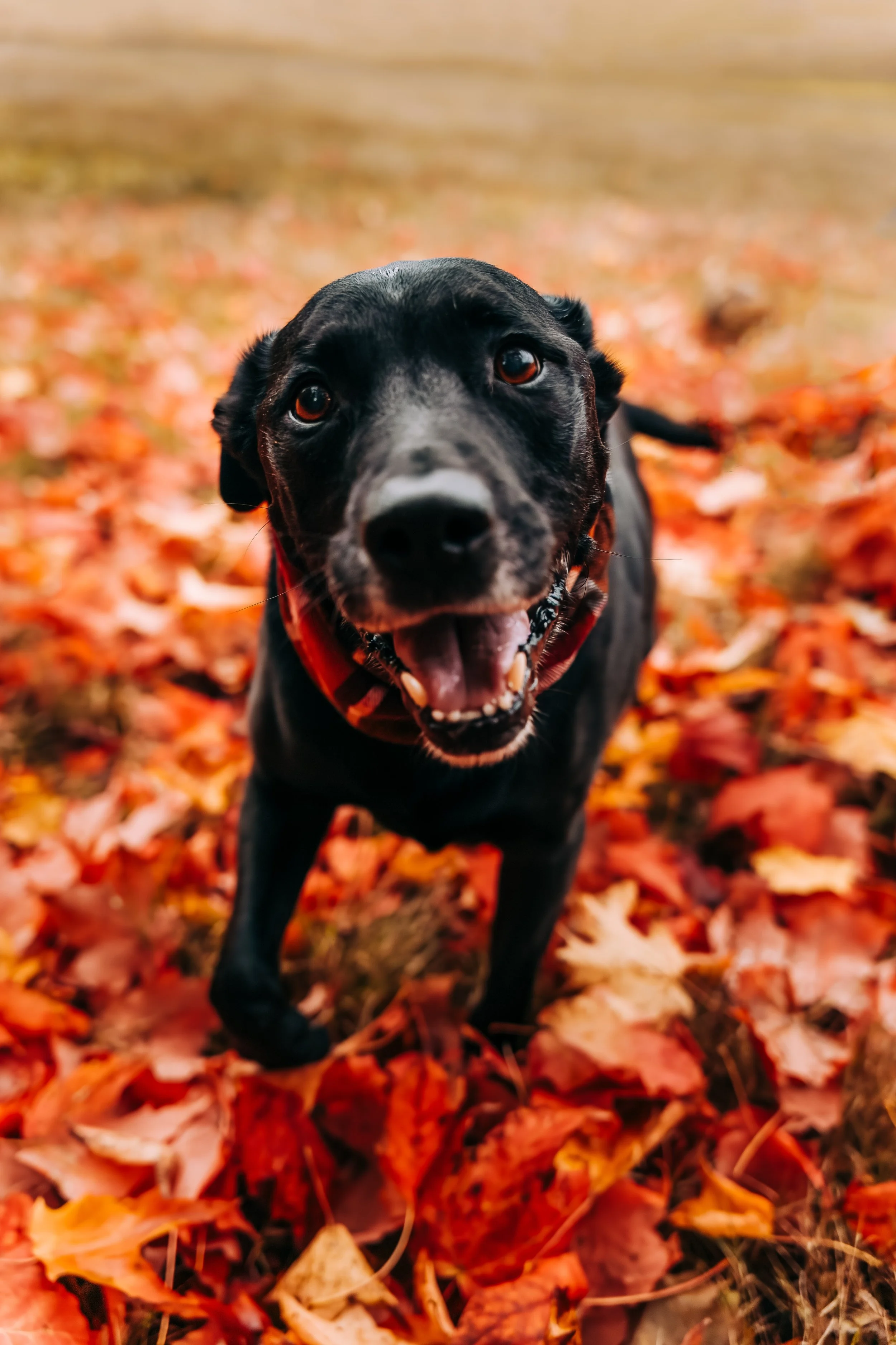 Rockwood Farms Mini Portrait Sessions — Tails & Trails Pet Photography