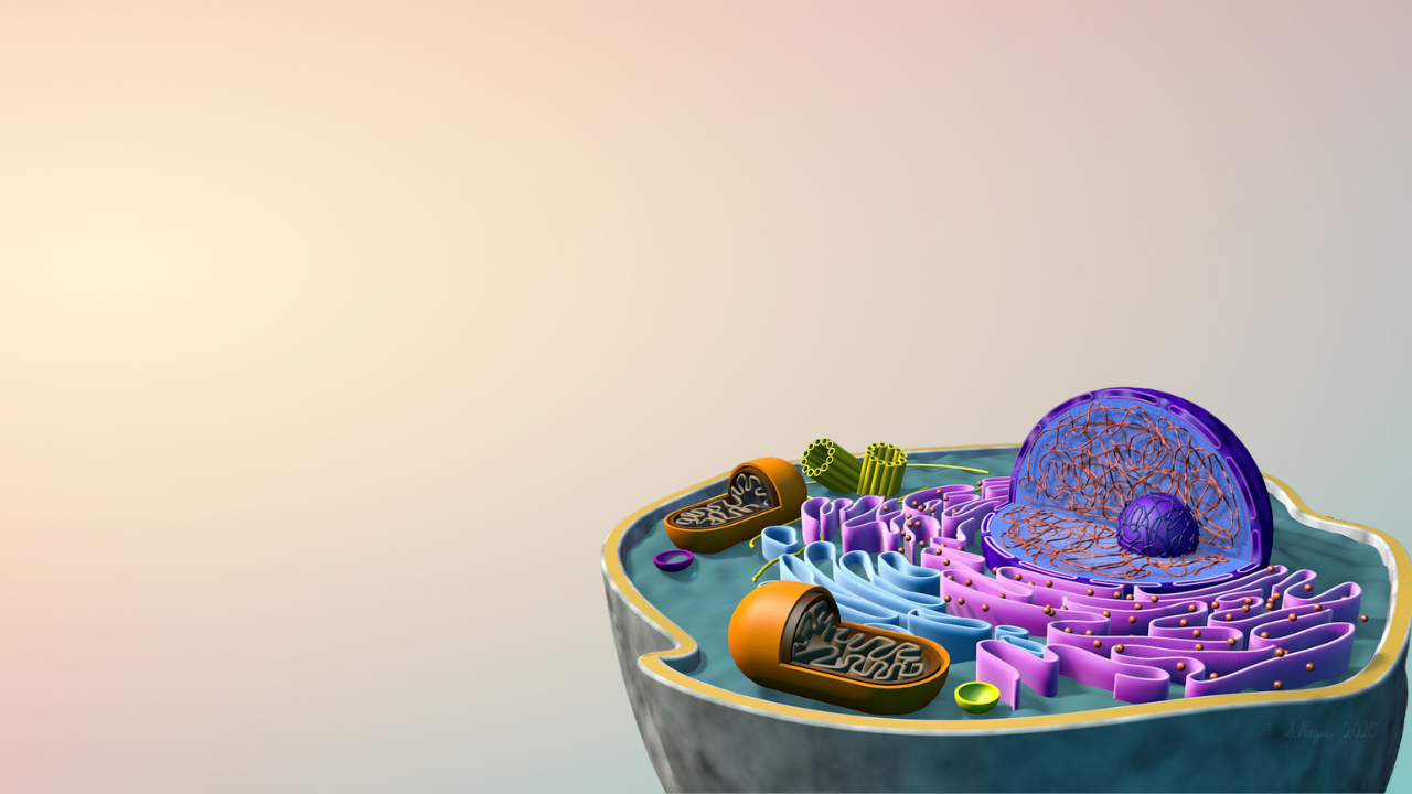 Hayes Biomedical Visuals