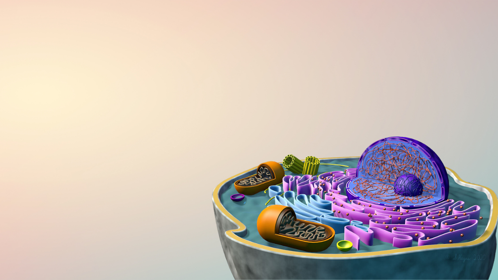 Hayes Biomedical Visuals