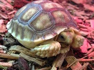 Shop — Pets-A-Plenty