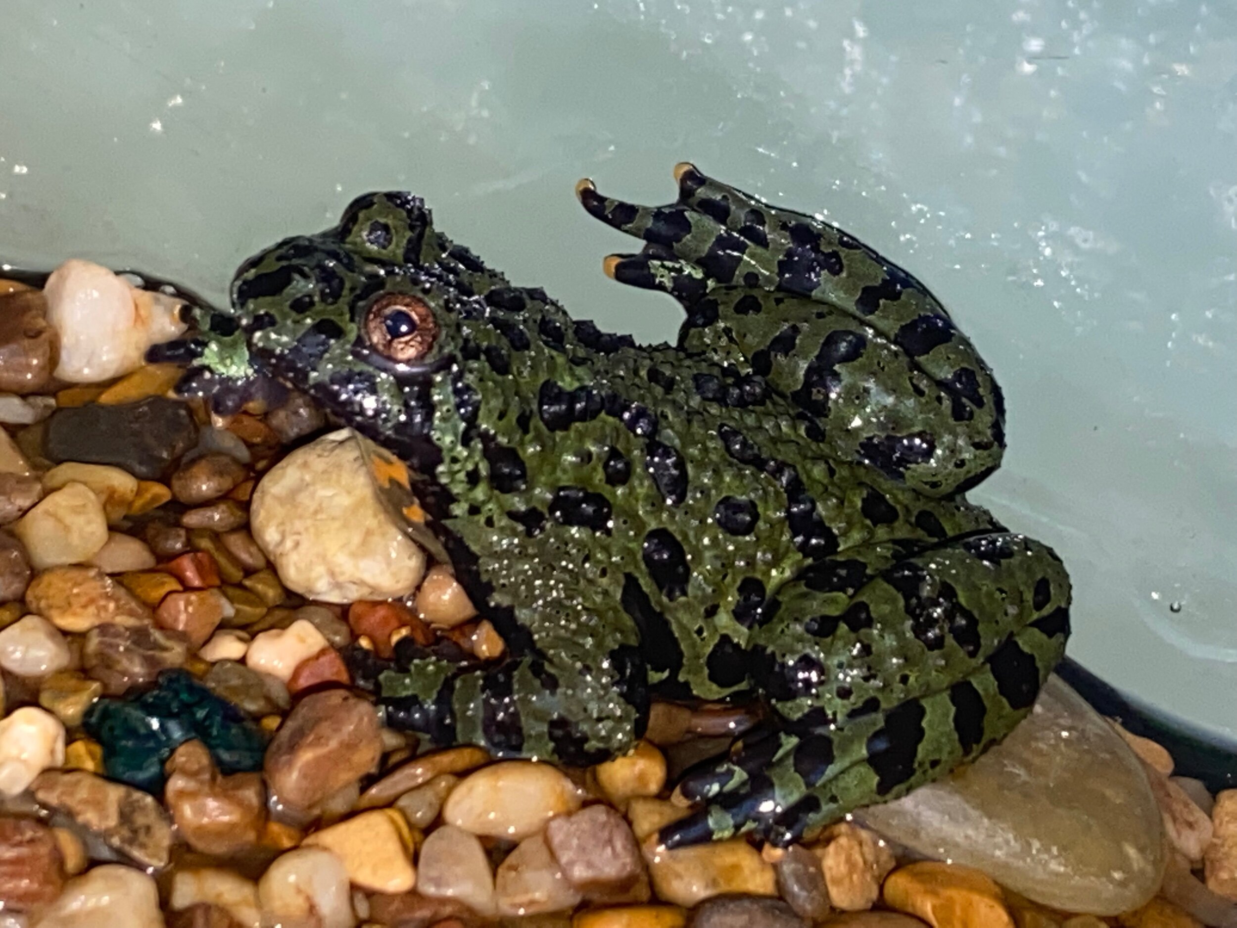 Shop — Pets-A-Plenty