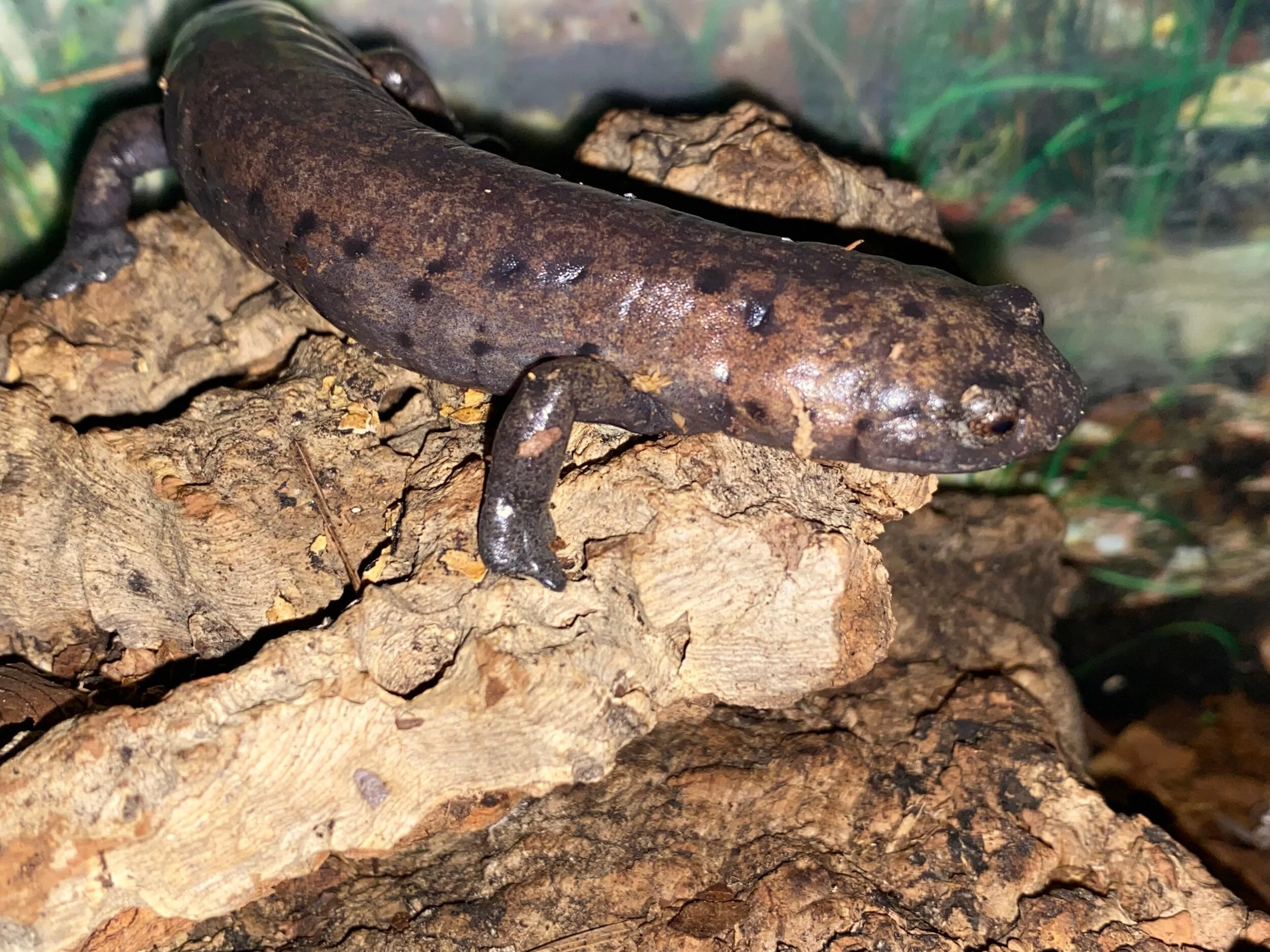 Shop — Pets-A-Plenty