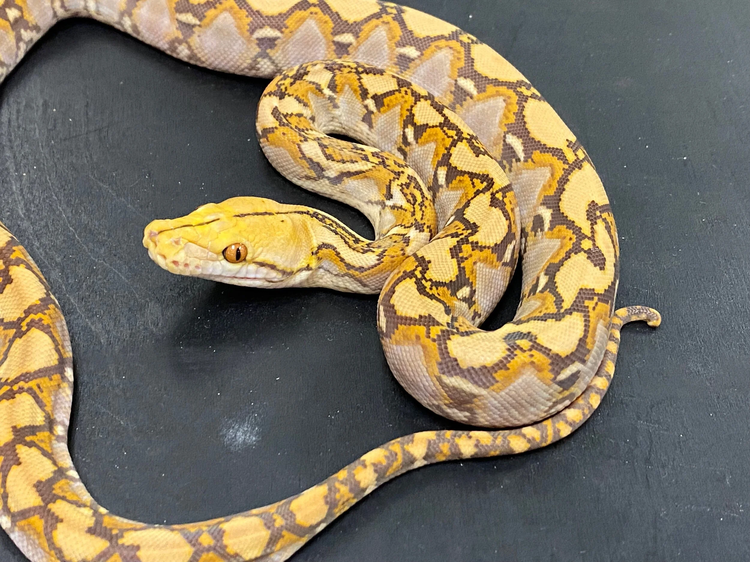 Shop — Pets-A-Plenty