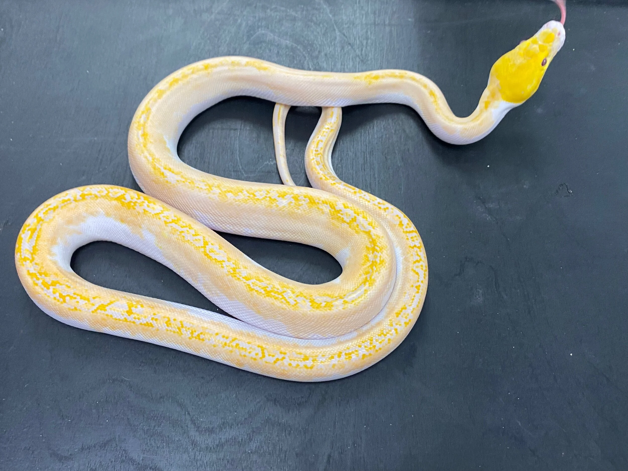 Shop — Pets-A-Plenty