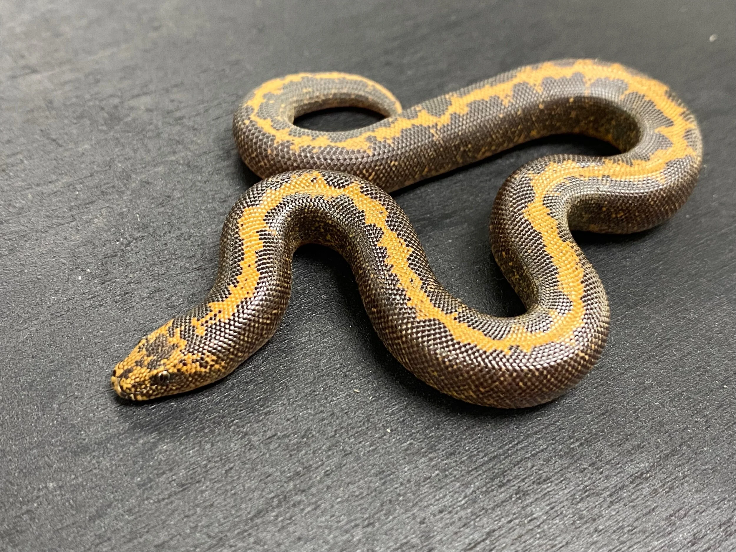 Shop — Pets-A-Plenty