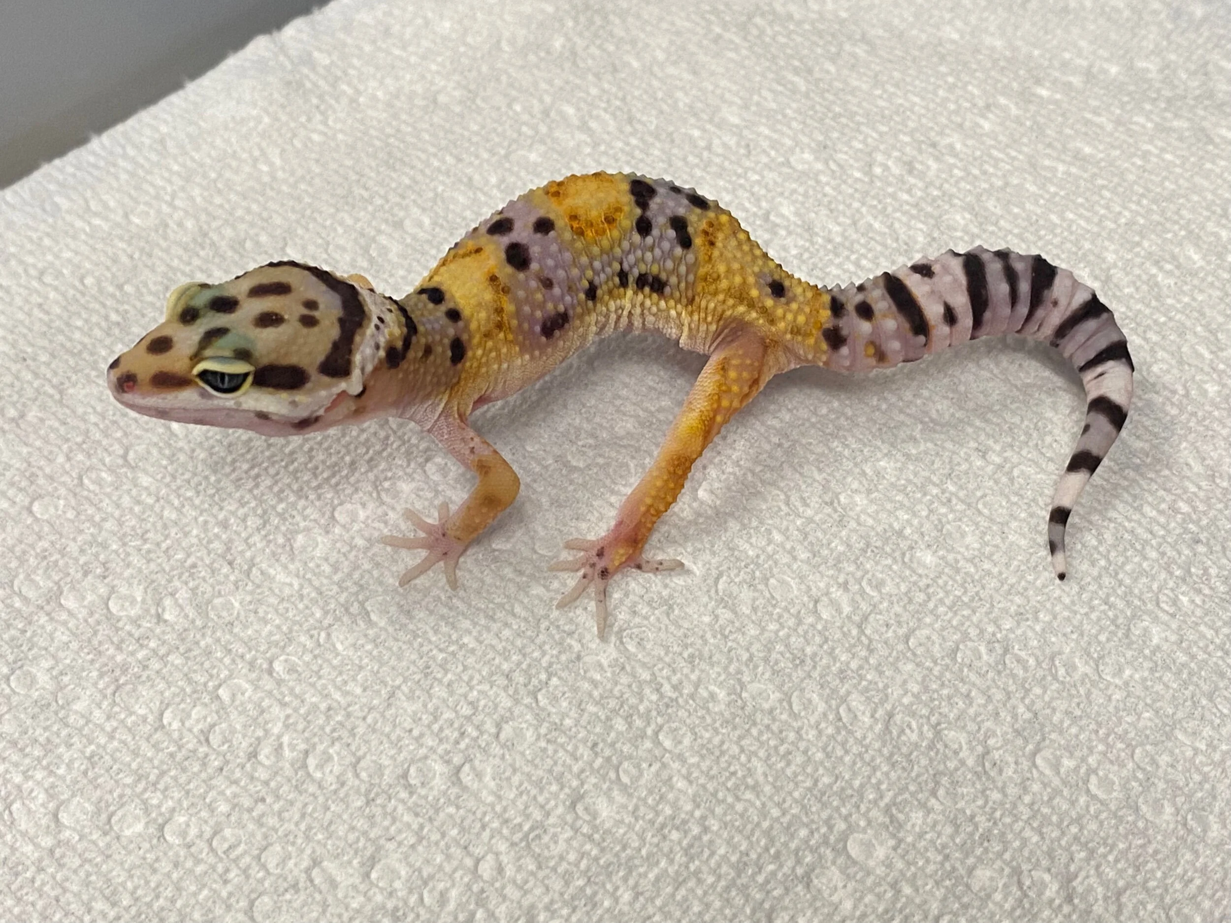 Shop — Pets-A-Plenty