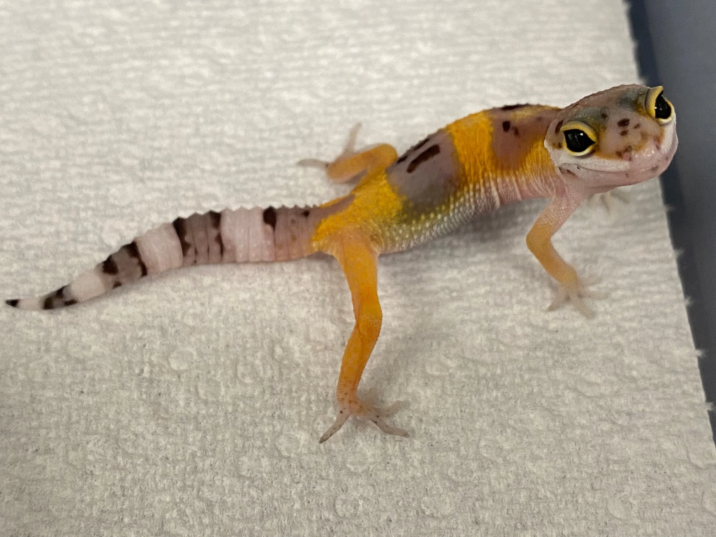 Shop — Pets-A-Plenty