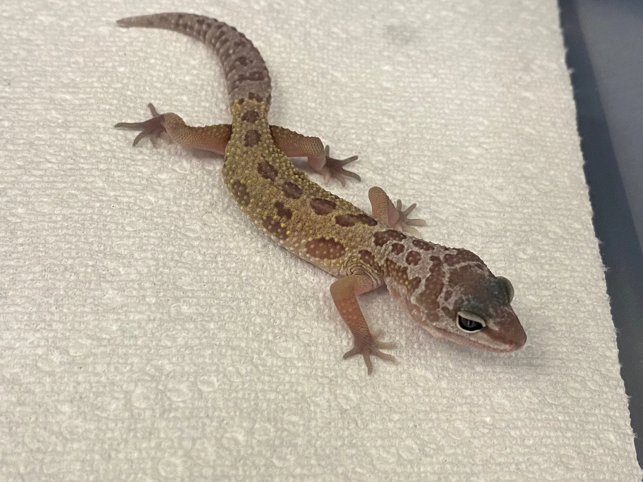 Shop — Pets-A-Plenty