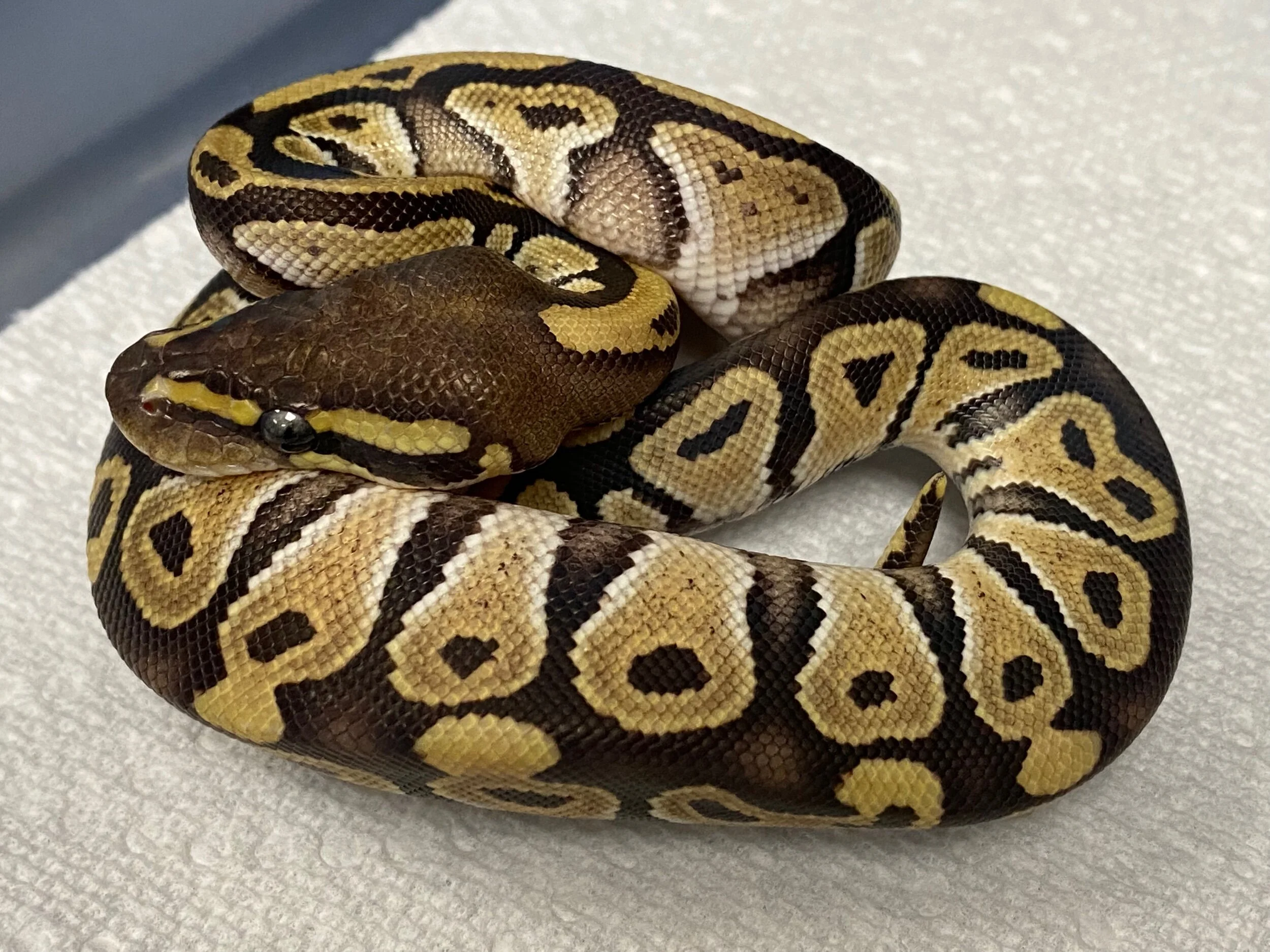 Shop — Pets-A-Plenty