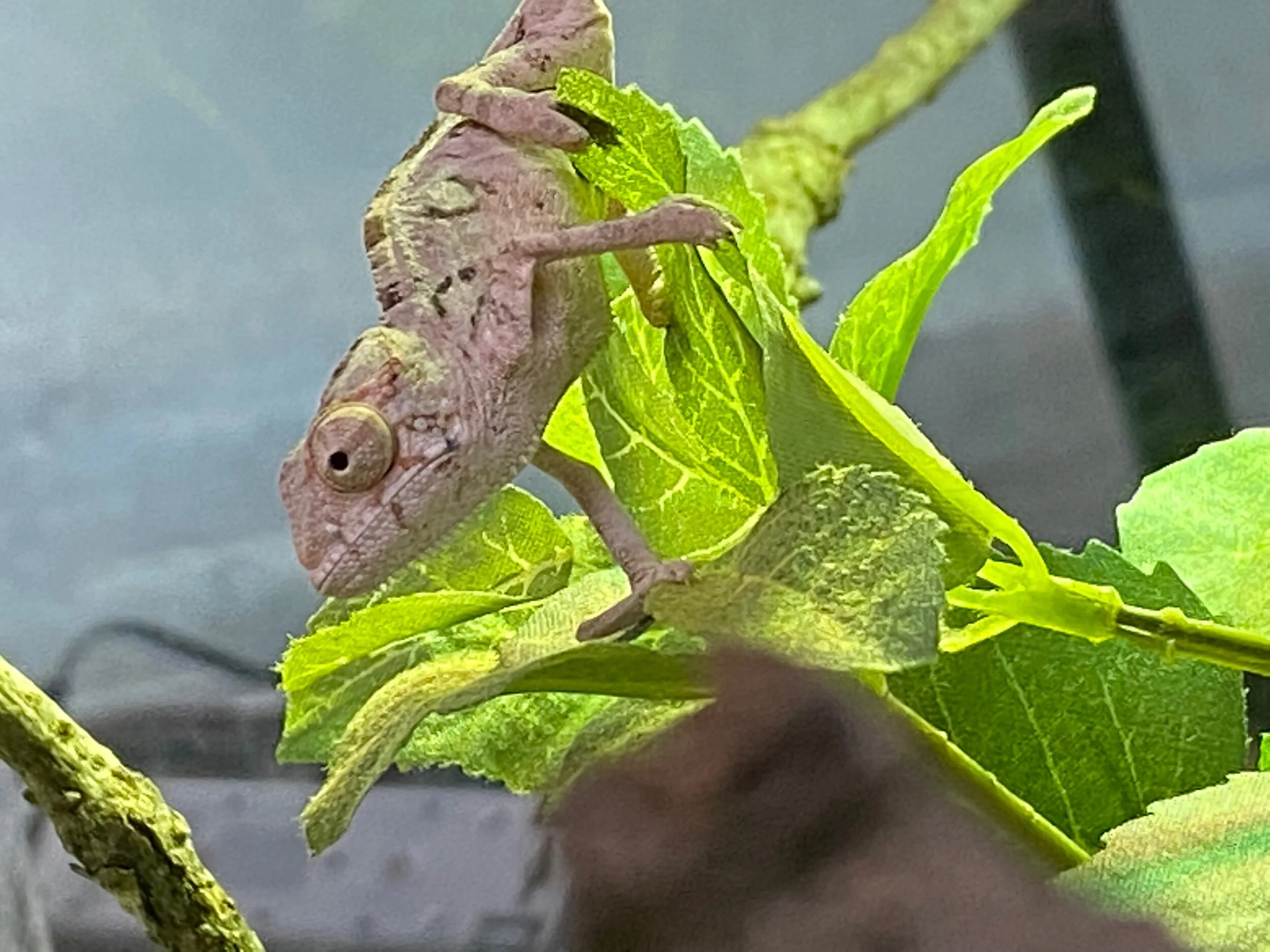 Shop — Pets-A-Plenty