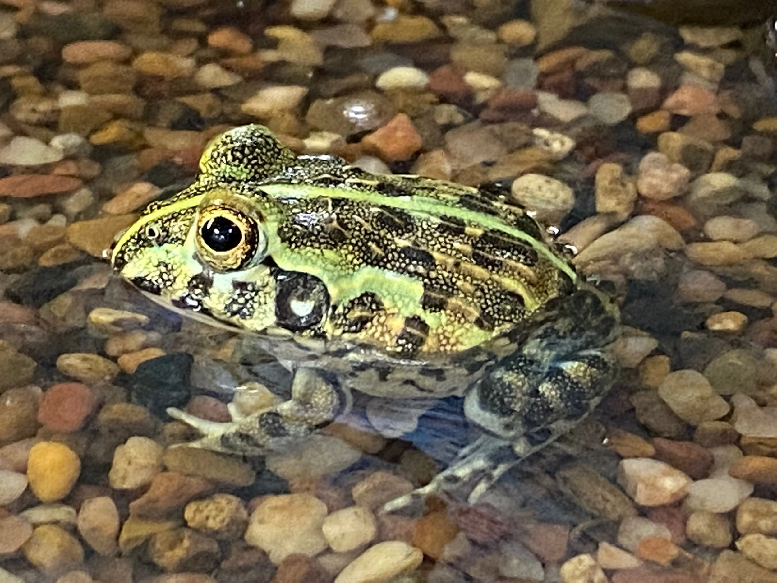 Shop — Pets-A-Plenty