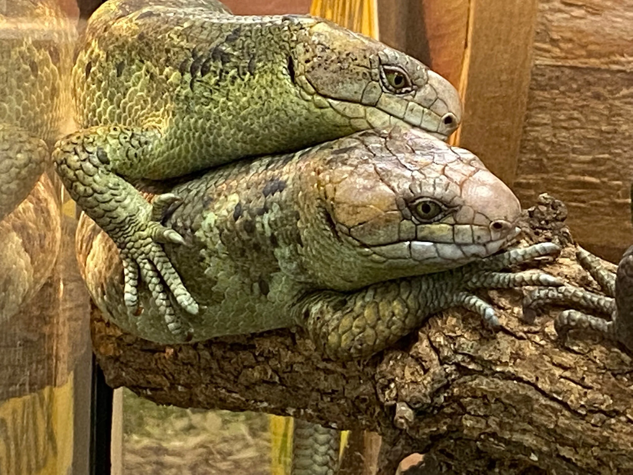 Shop — Pets-A-Plenty