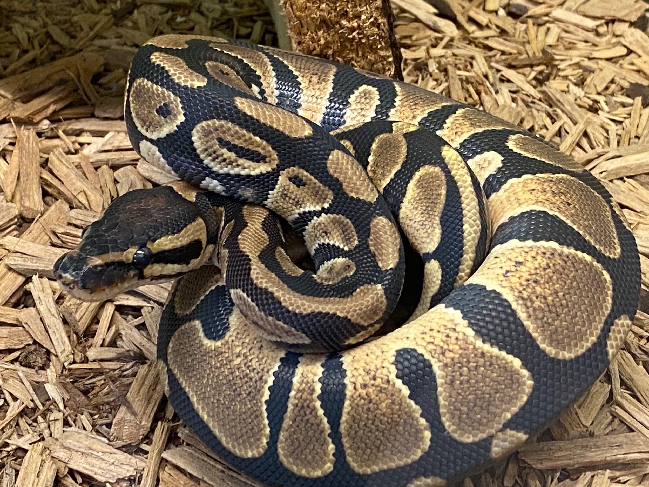 Shop — Pets-A-Plenty