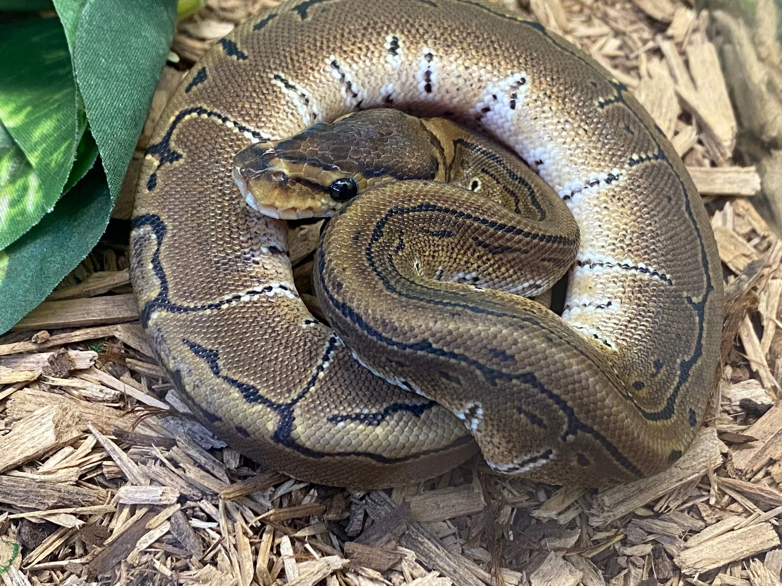 Shop — Pets-A-Plenty