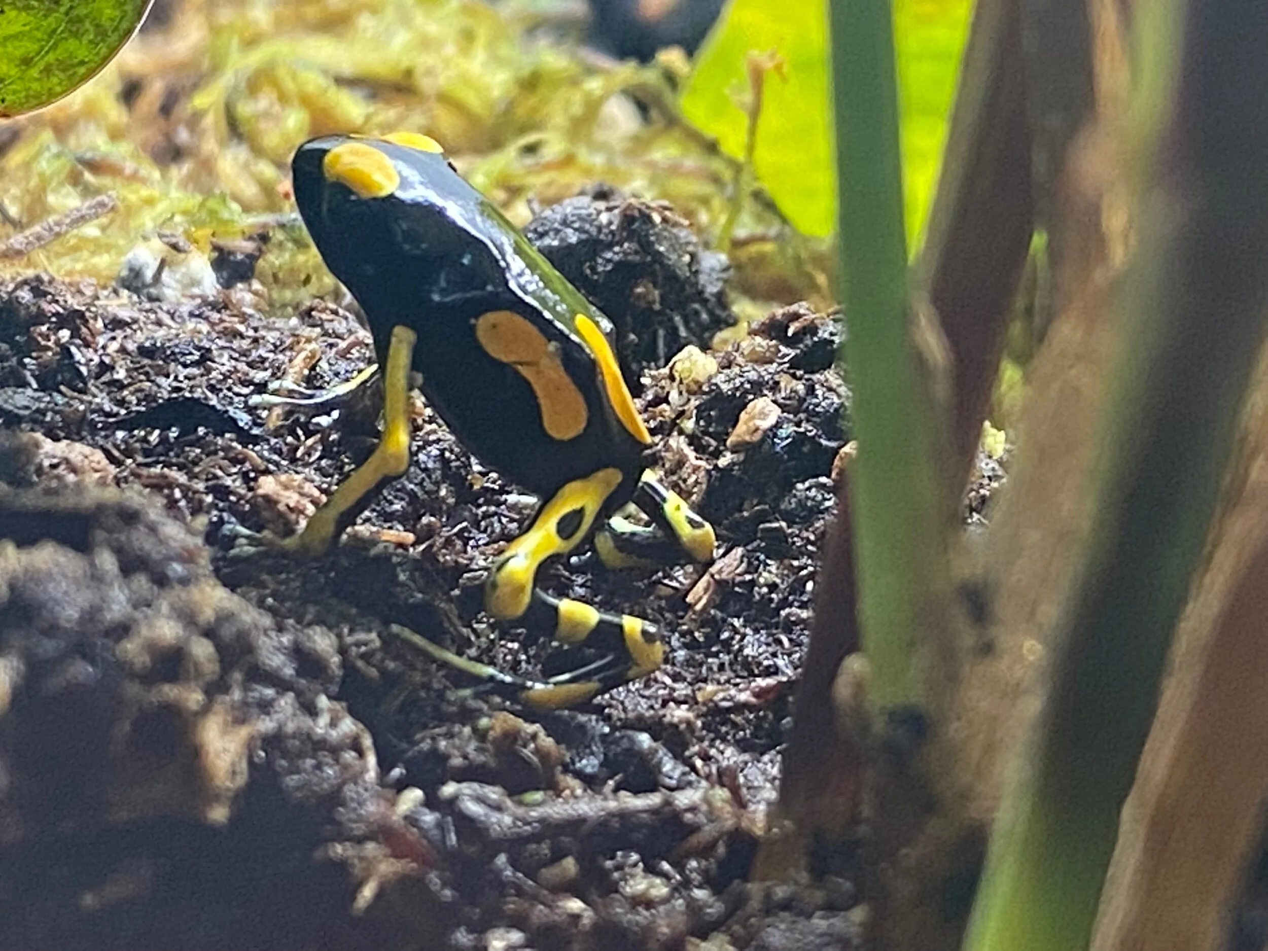 Shop — Pets-A-Plenty