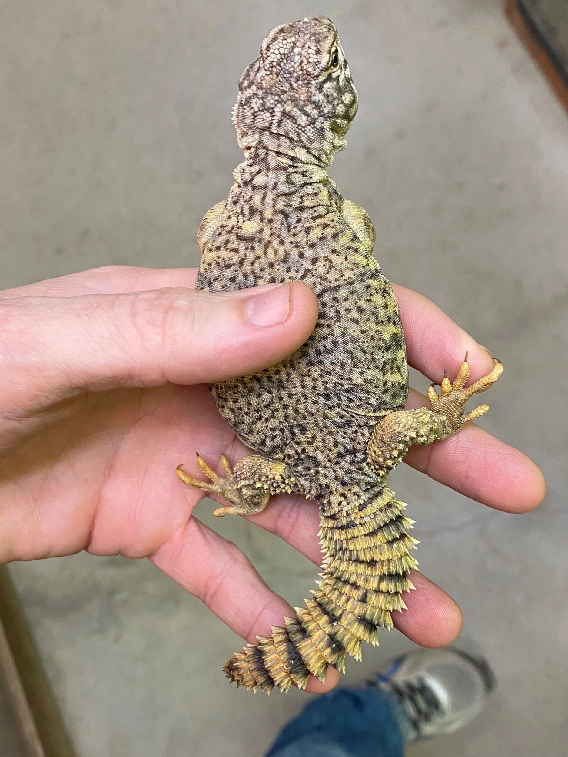 Shop — Pets-A-Plenty