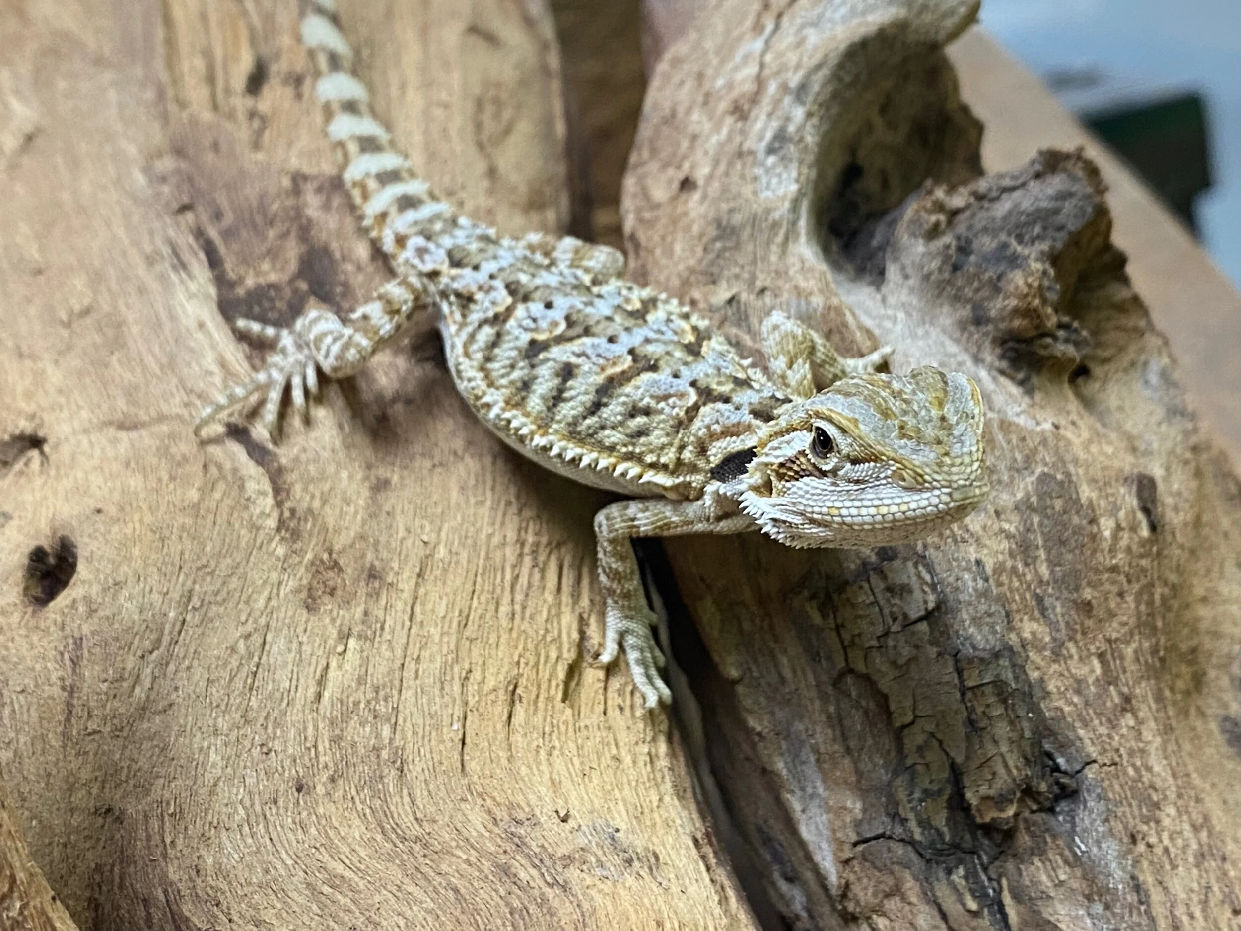 Shop — Pets-A-Plenty