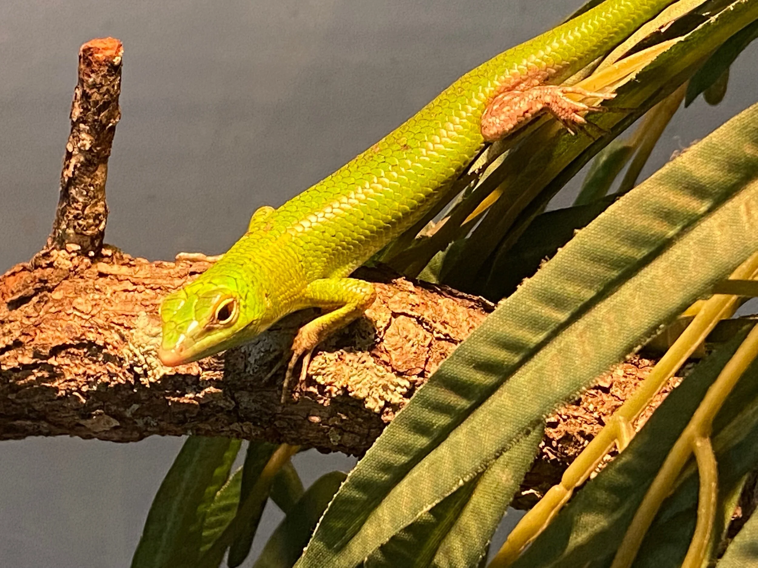 Shop — Pets-A-Plenty