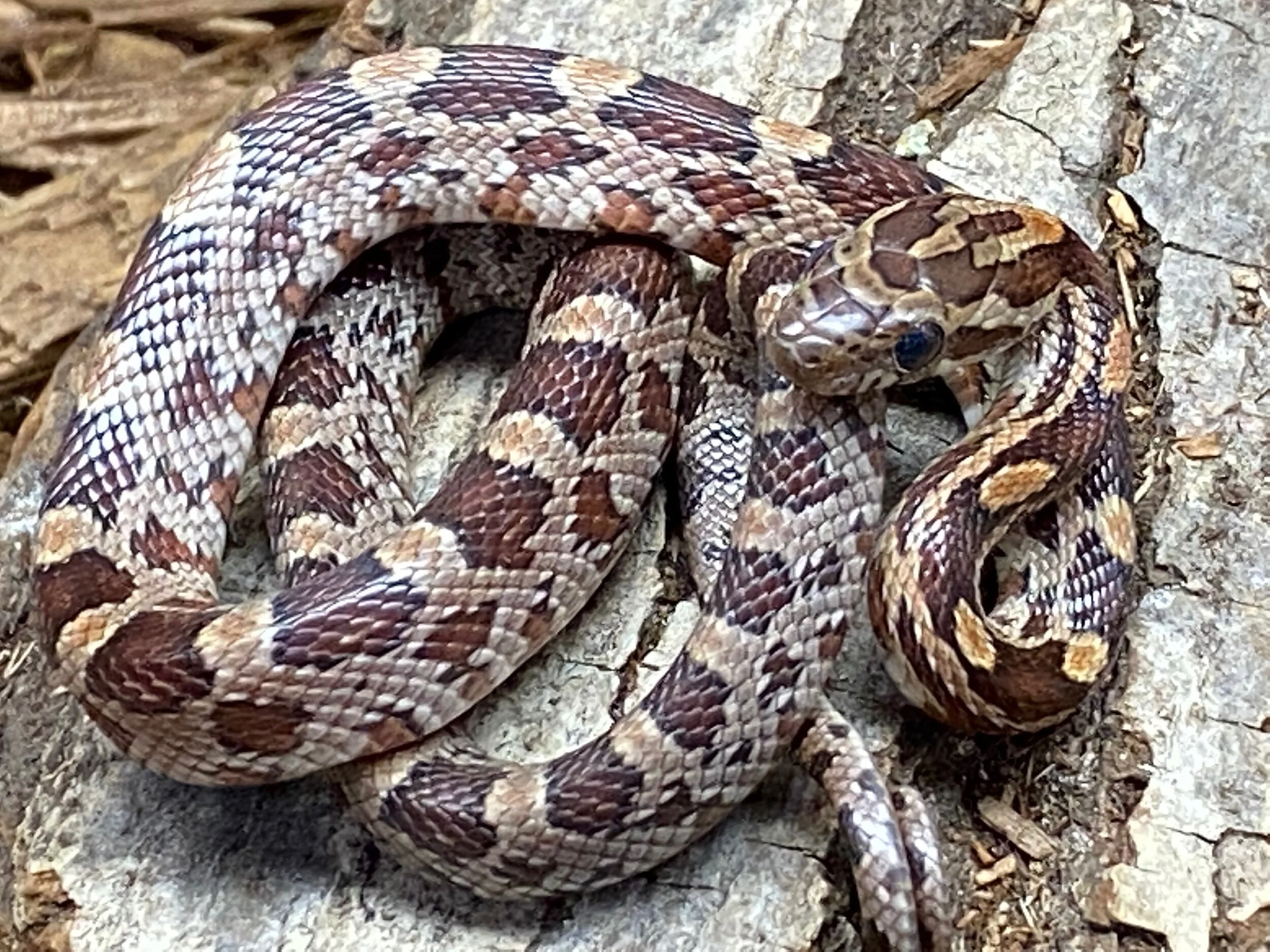 Shop — Pets-A-Plenty