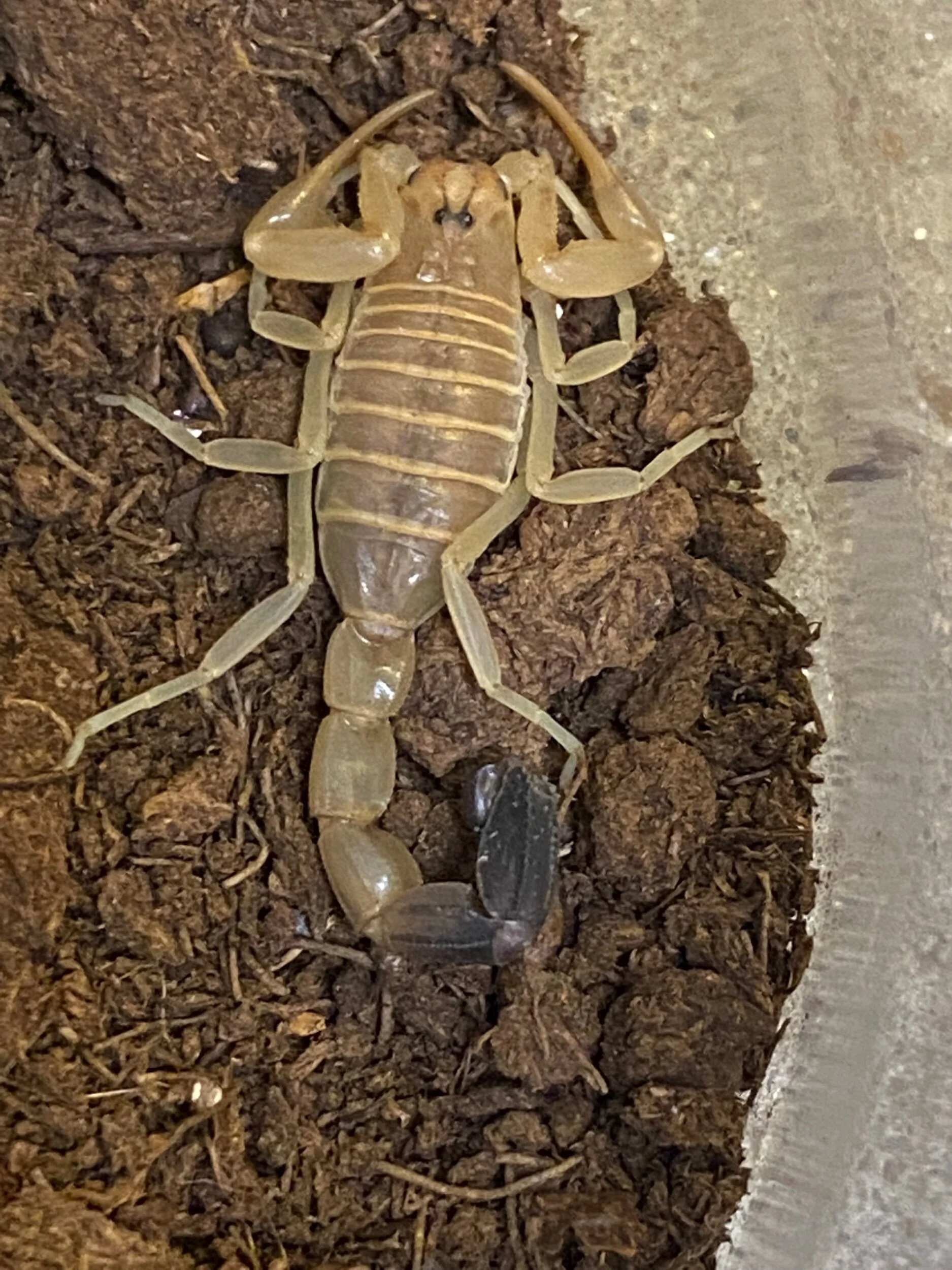 Shop — Pets-A-Plenty