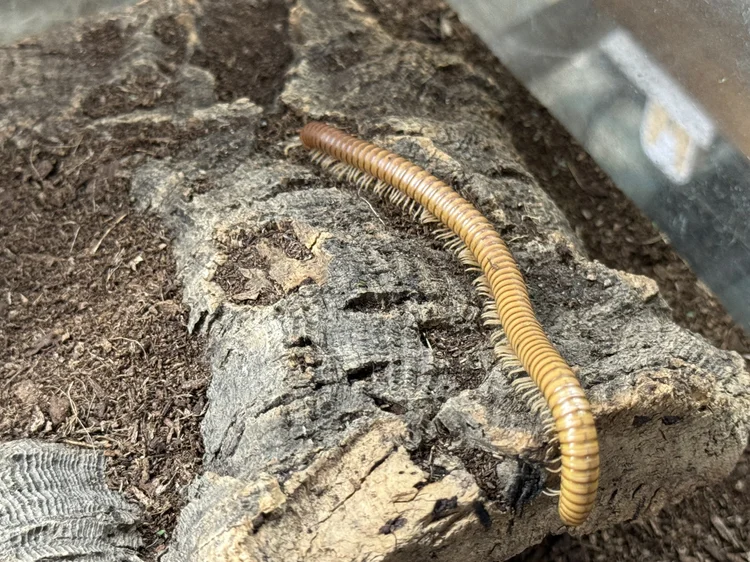 Shop — Pets-A-Plenty