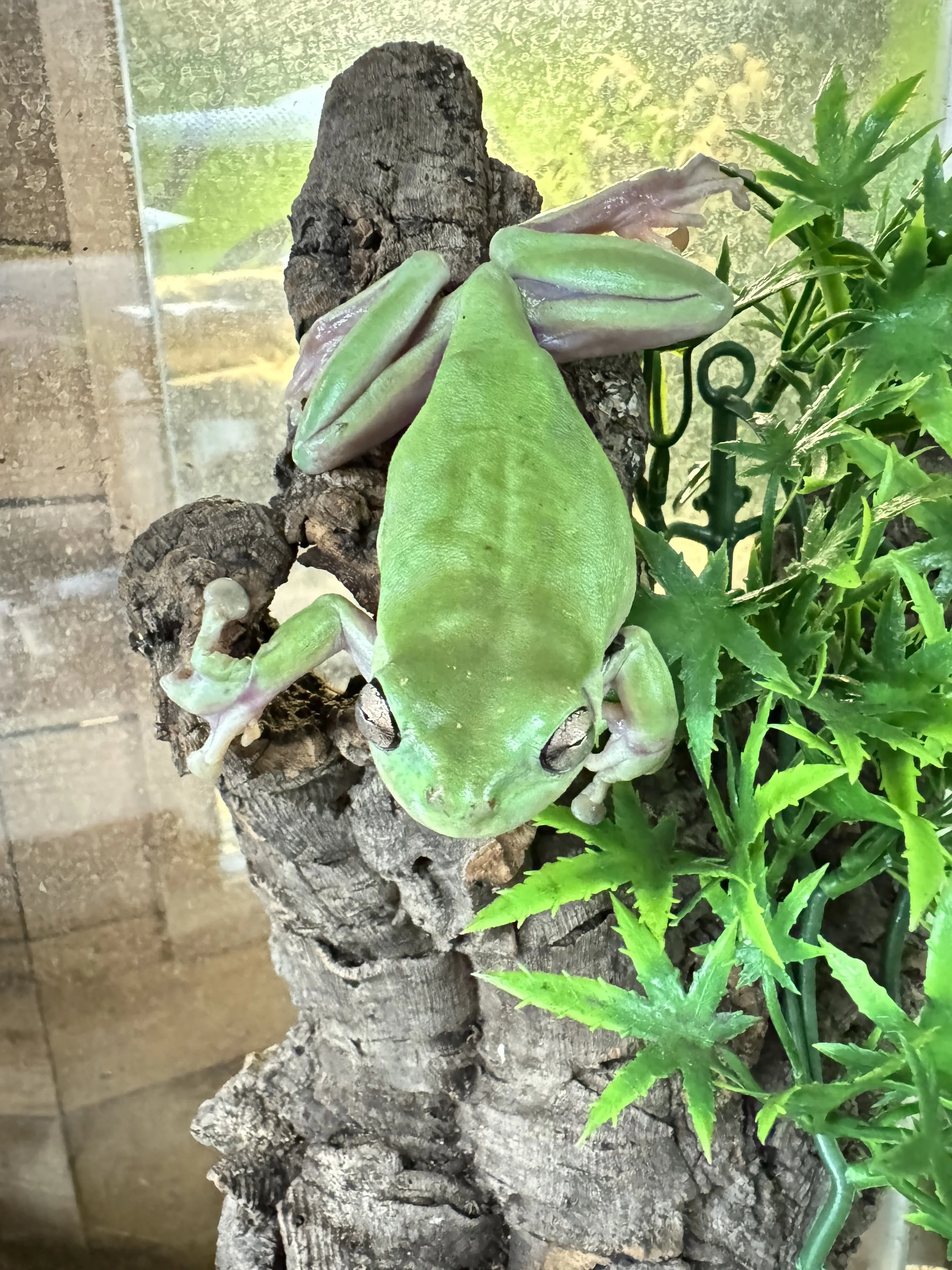 Shop — Pets-A-Plenty