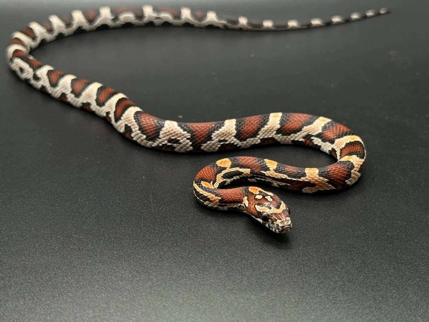 Shop — Pets-A-Plenty