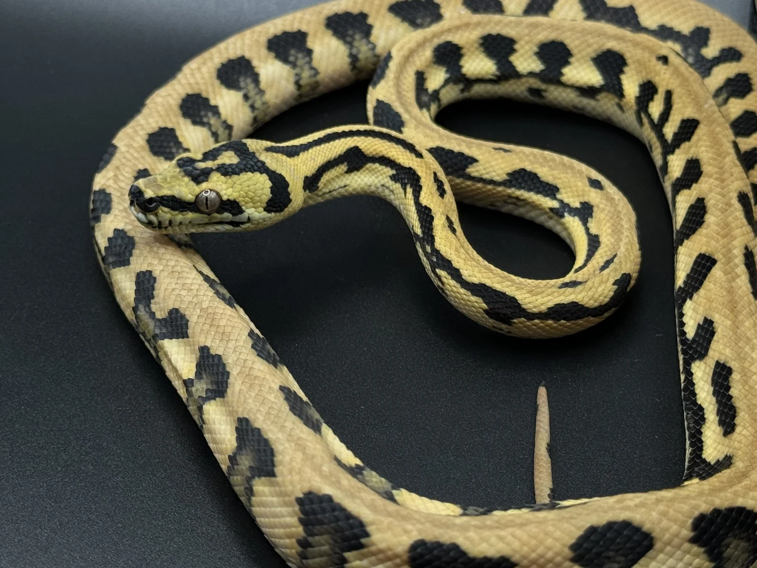 Shop — Pets-A-Plenty