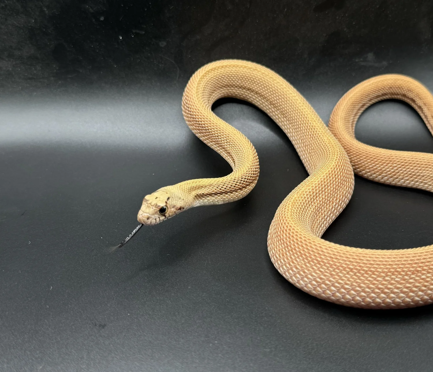 Shop — Pets-A-Plenty