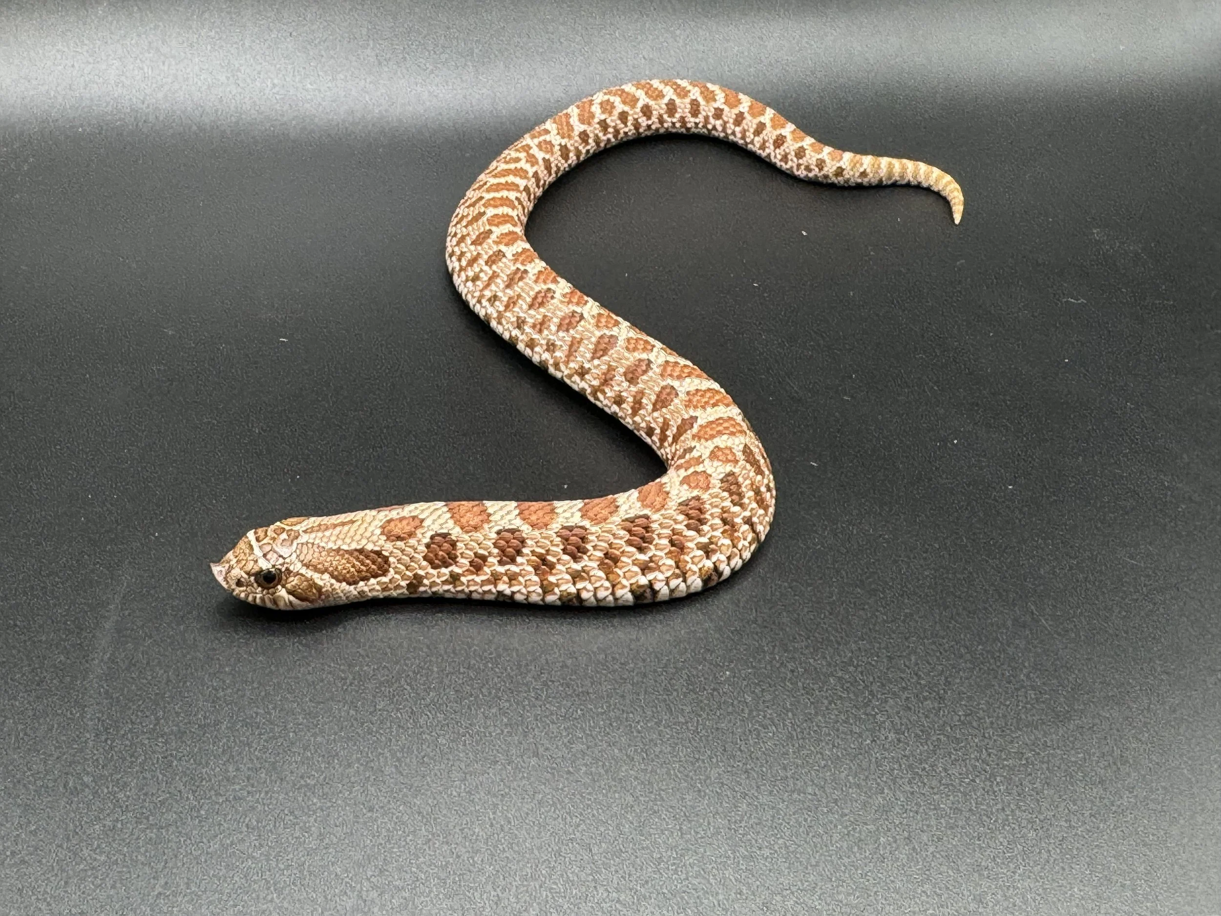 Shop — Pets-A-Plenty