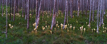 Ultra-high-resolution gigapixel photo galleries. — Scott Dimond photography